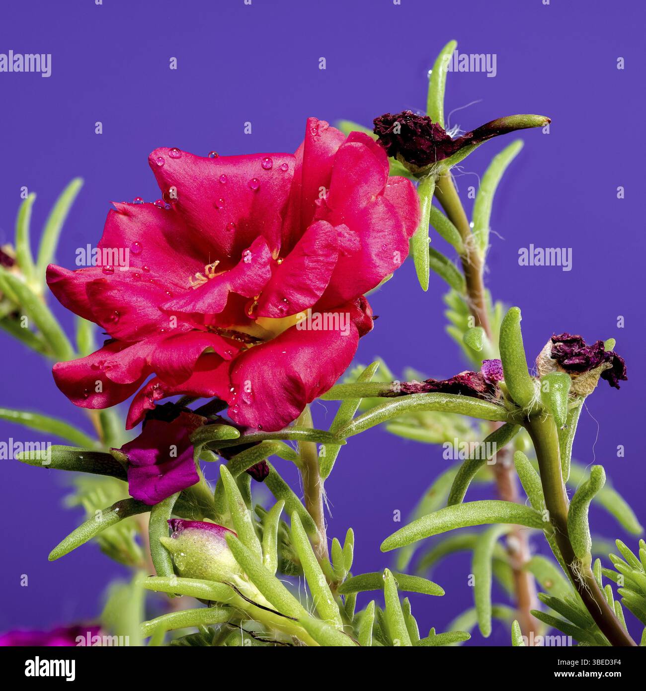 Beautiful Blooming red Portulaca grandiflora Happy Hour on a purple ...