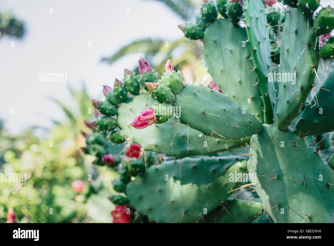 Prickly pear cactus flower buds about to bloom Stock Photo - Alamy