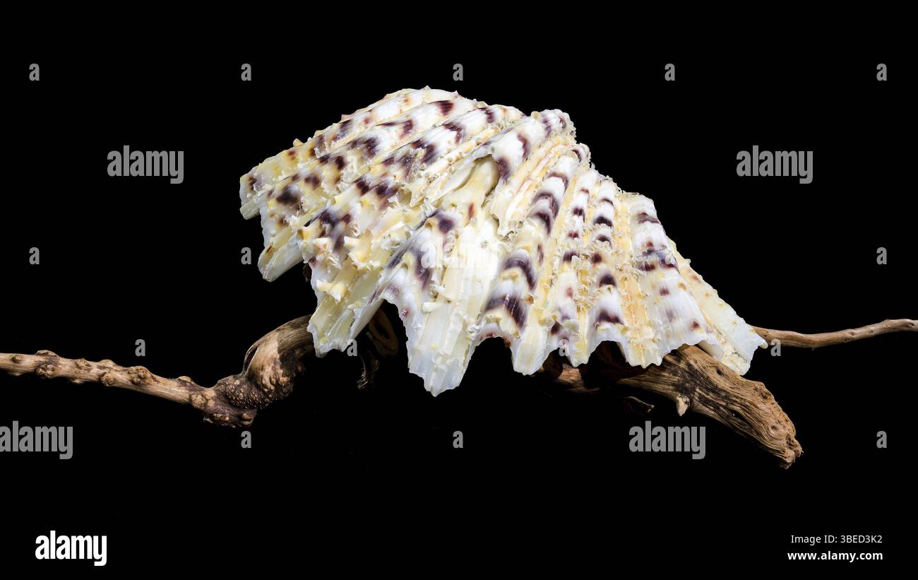 Close-up of a Hippopus hippopus, also known as the horse hoof clam ...