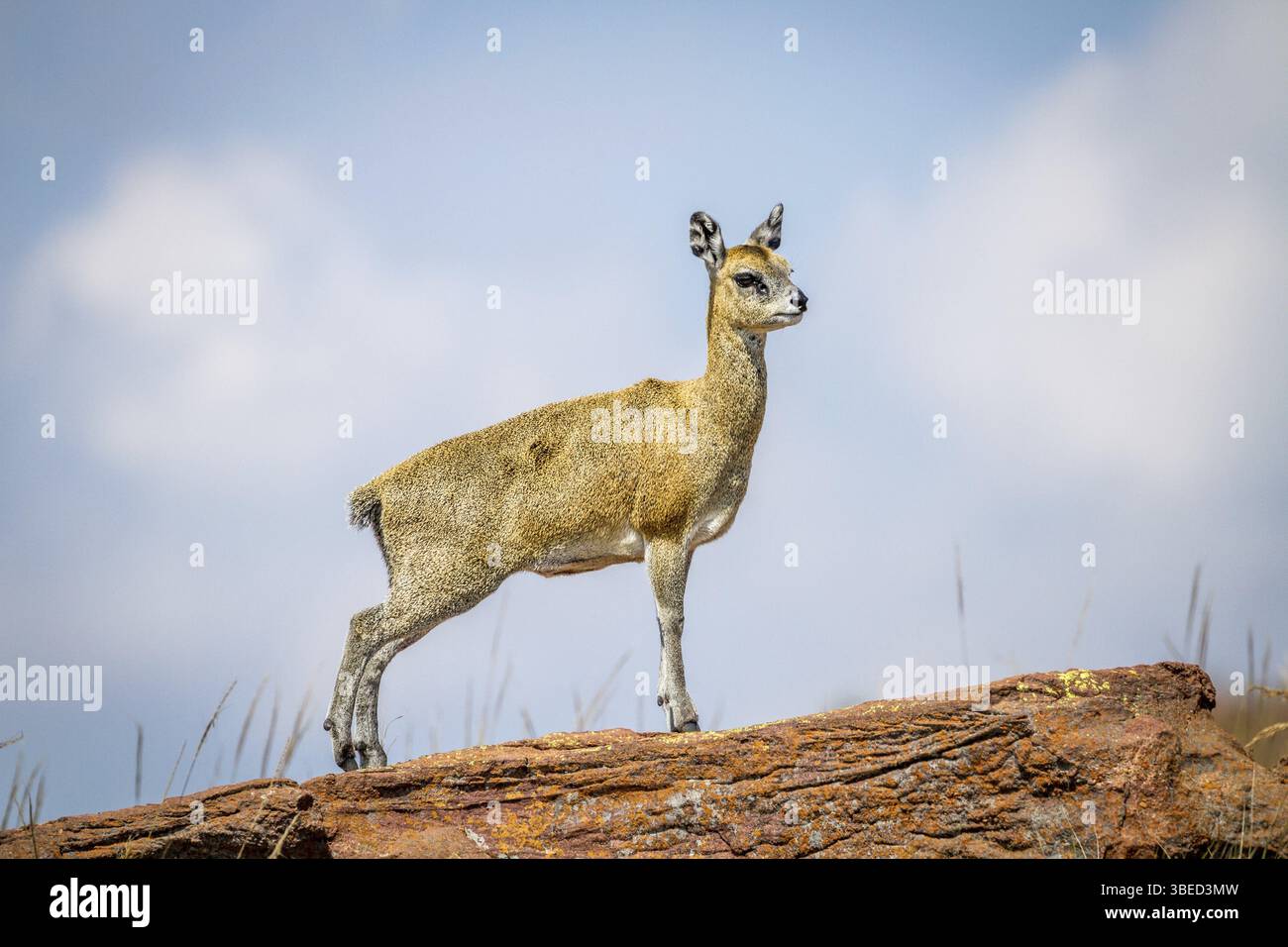 Klipspringer standing on rocks in the Marakele National Park, South Africa, Africa Stock Photo ...