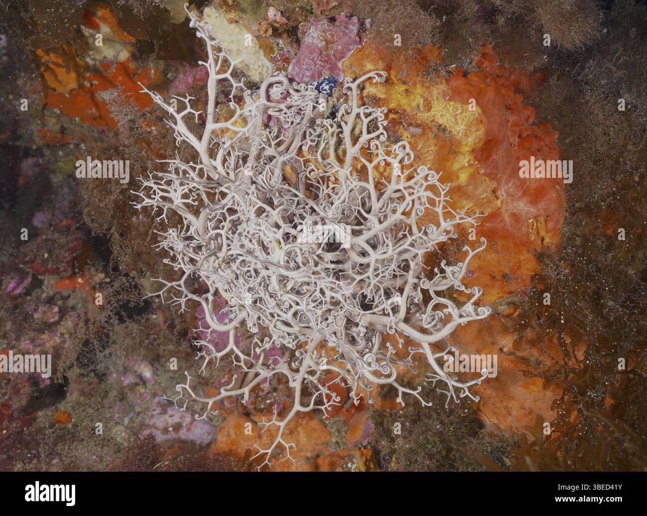 Mediterranean Gorgon's Head (Astrospartus mediterraneus Stock Photo - Alamy