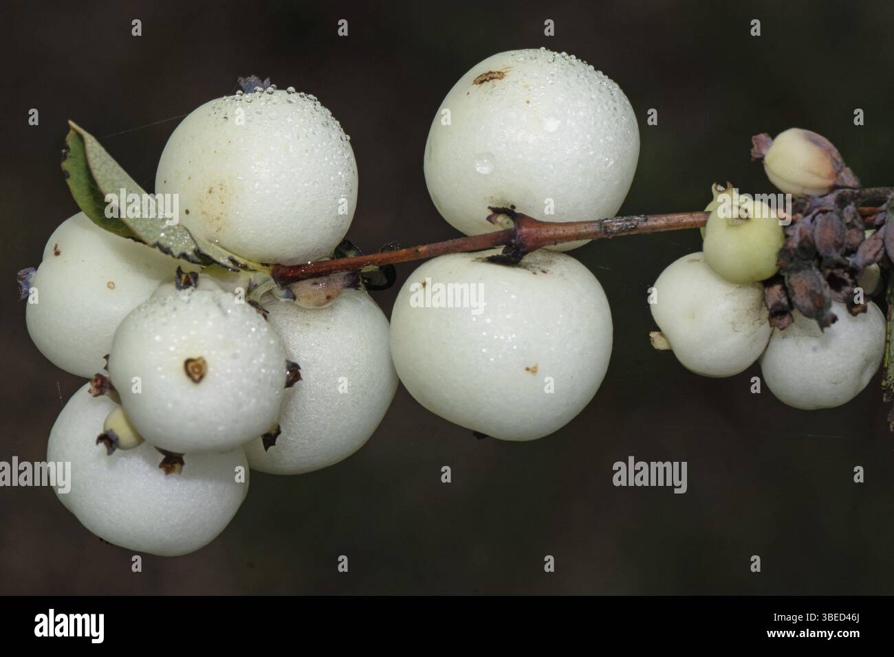 Common snowberry (Symphoricarpos albus Stock Photo - Alamy