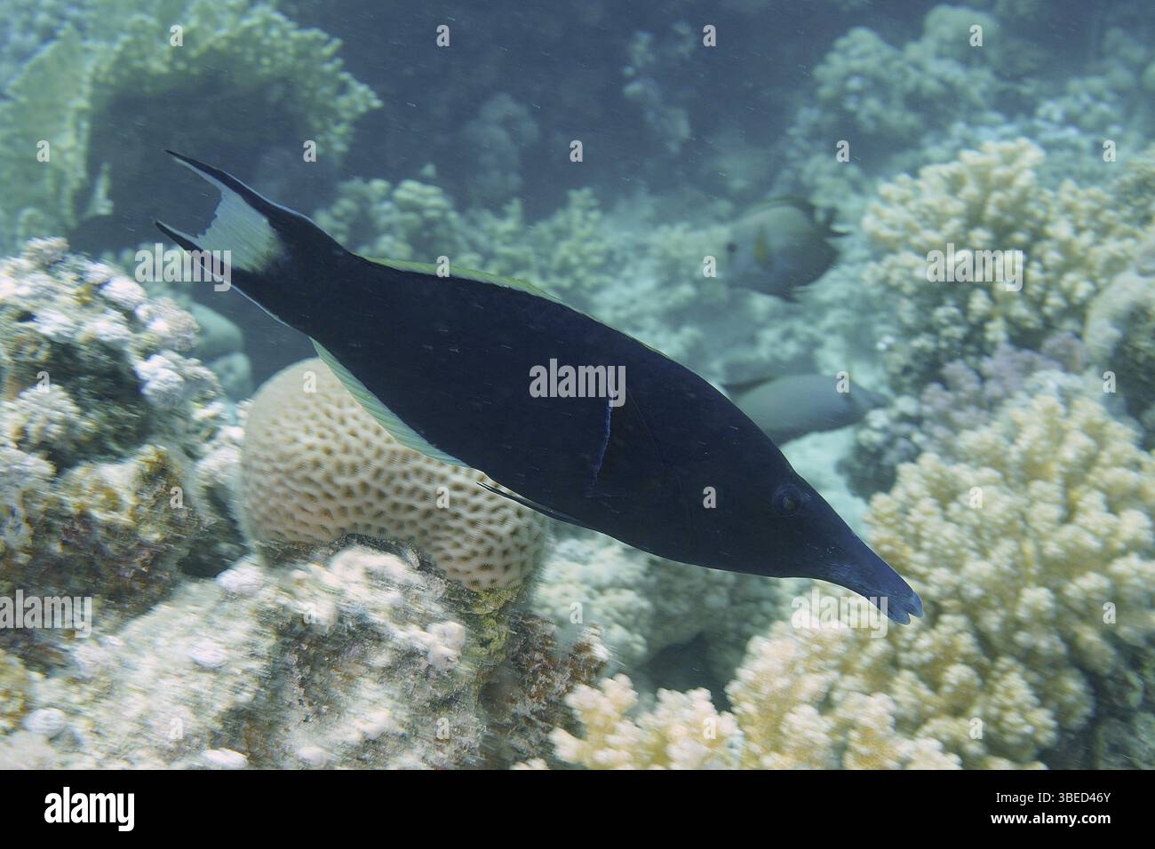 Red sea bird wrasse hi-res stock photography and images - Alamy