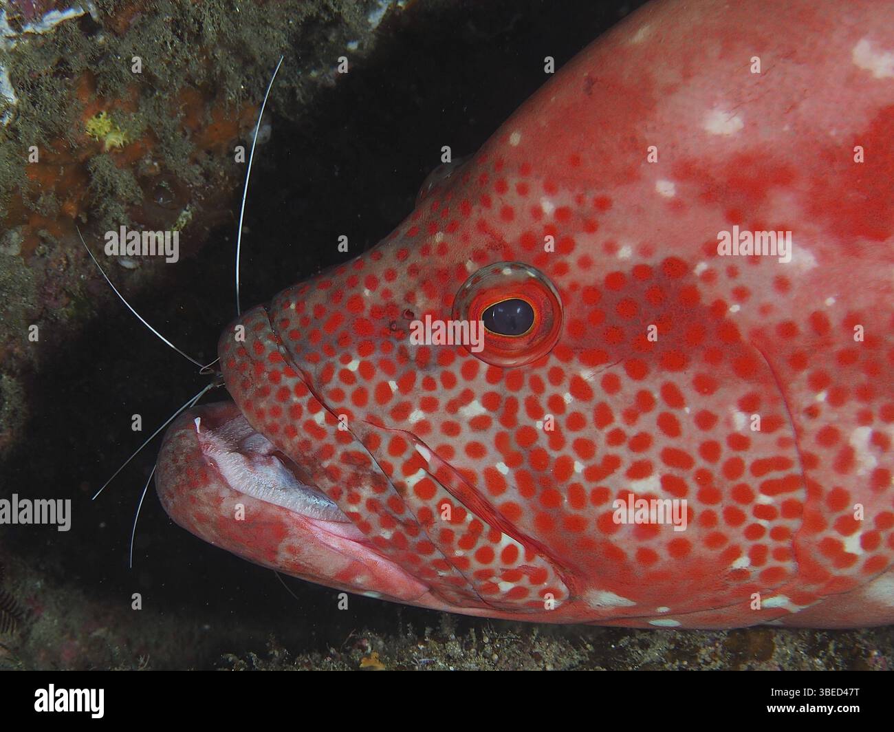 Tomato grouper (Cephalopholis sonnerati Stock Photo - Alamy
