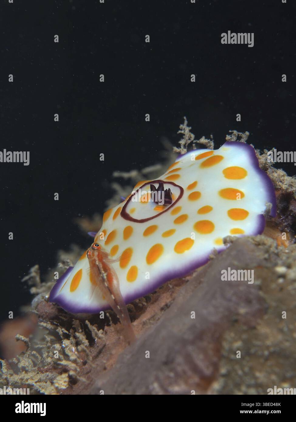 Ringed star snail (Chromodoris annulata Stock Photo - Alamy