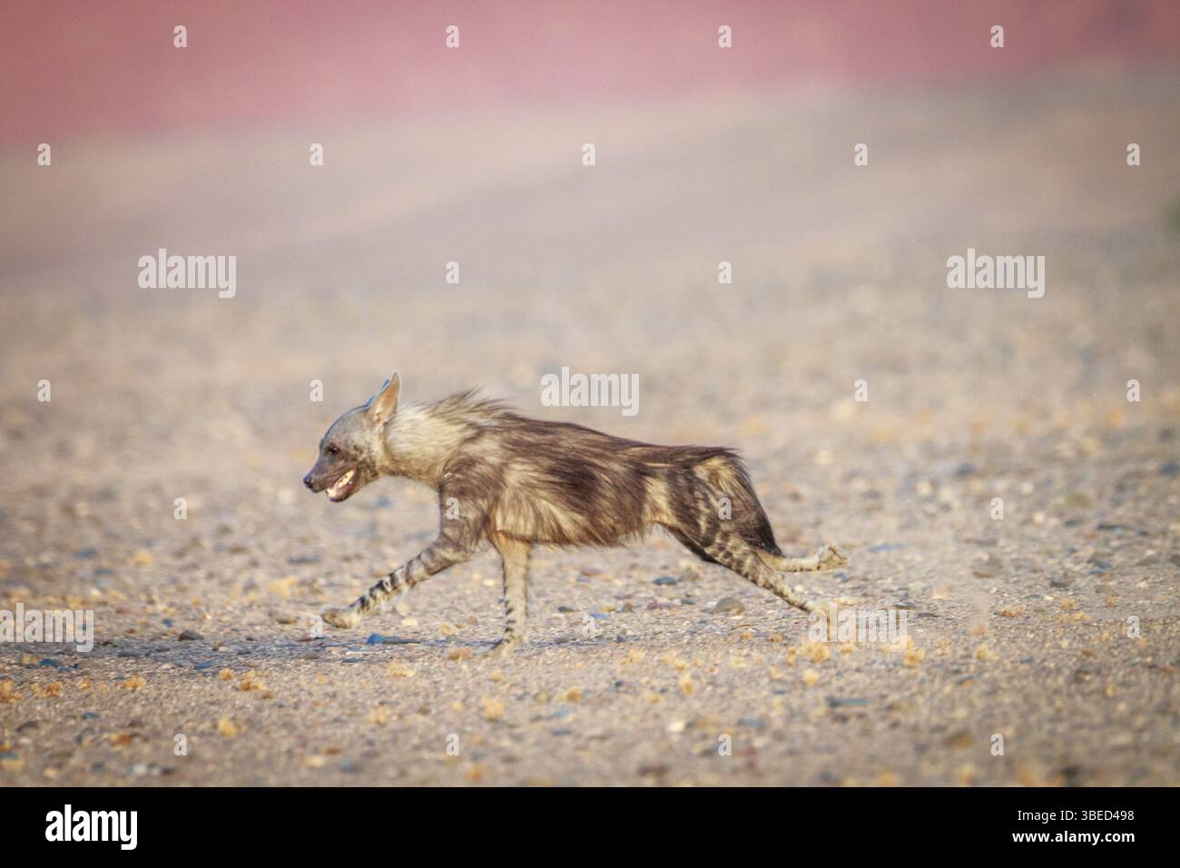 Brown hyena running in the desert in Namibia Stock Photo - Alamy