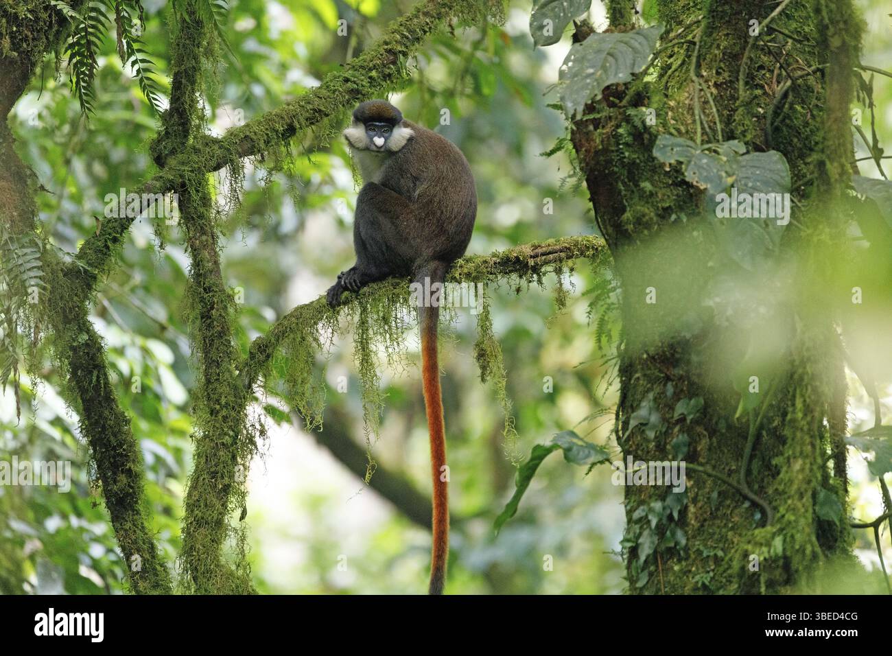 Red-tailed guenon (Cercopithecus ascanius Stock Photo - Alamy