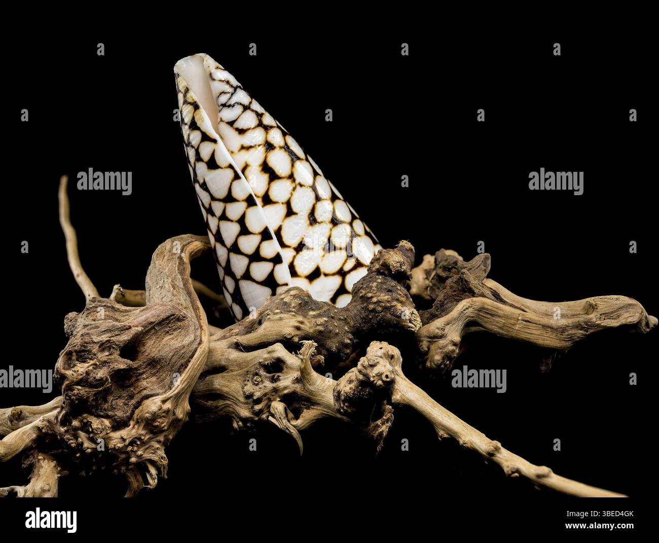 Conidae hi-res stock photography and images - Alamy