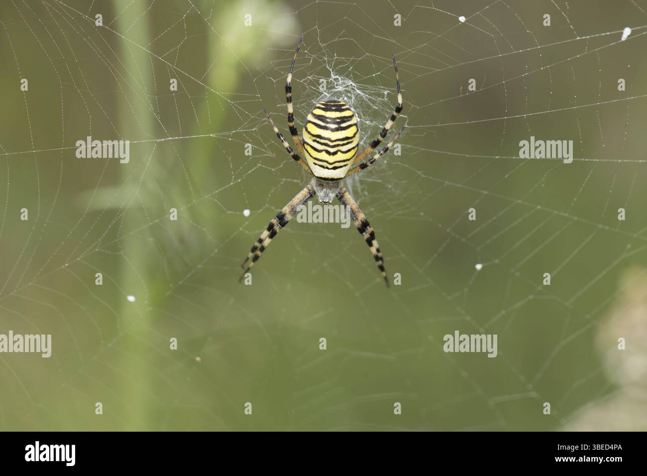 Female wasp spider Stock Photo - Alamy