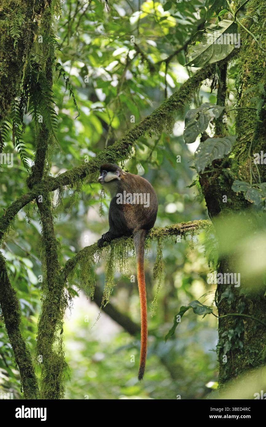 Red tailed guenon hi-res stock photography and images - Alamy
