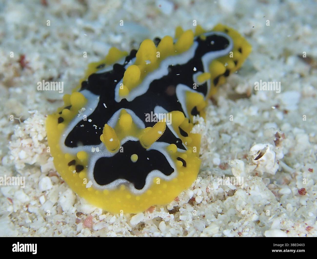 Nudibranch sea slug phyllidia hi-res stock photography and images - Alamy