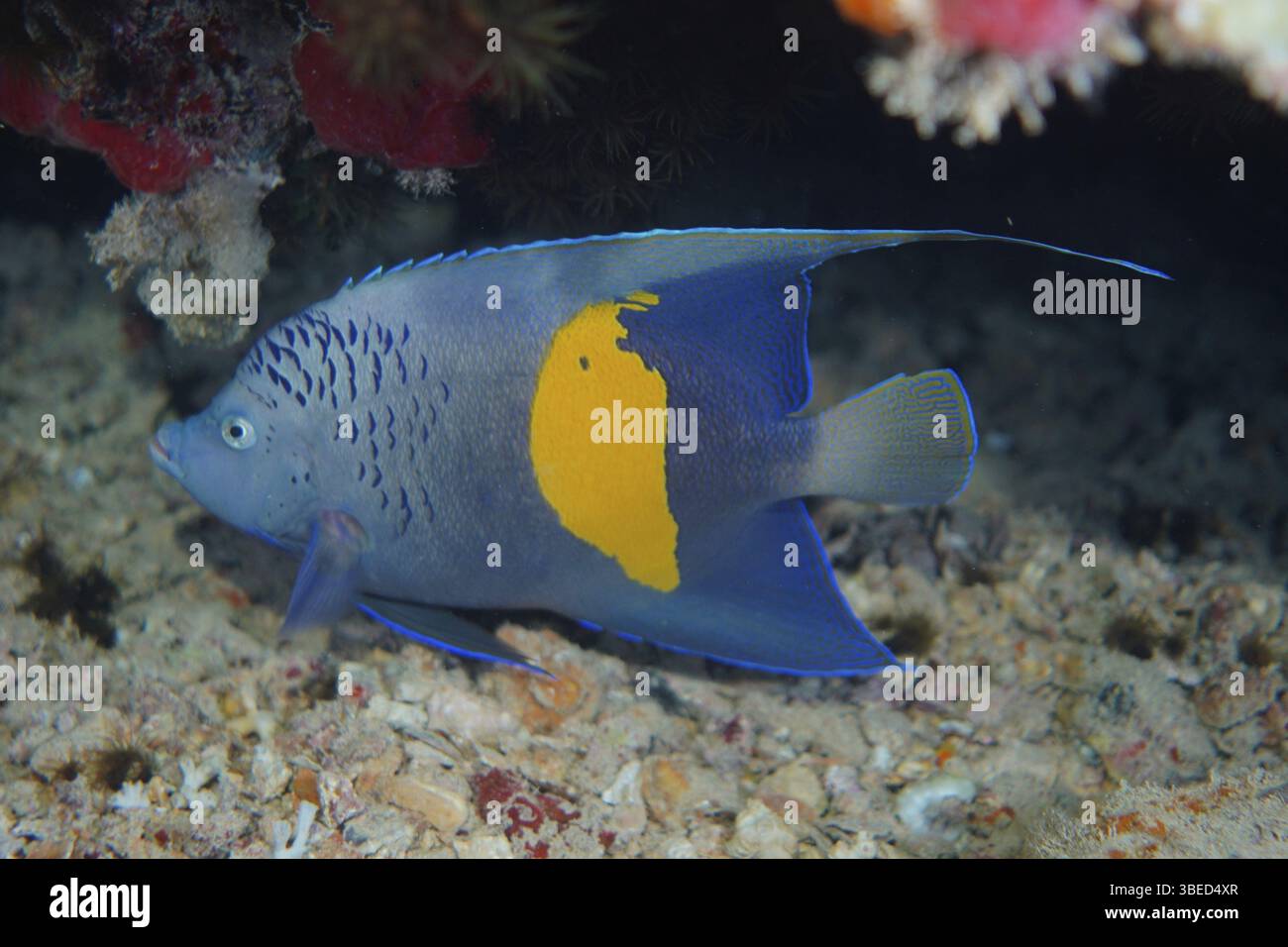 Arabian angelfish (Pomacanthus maculosus Stock Photo - Alamy