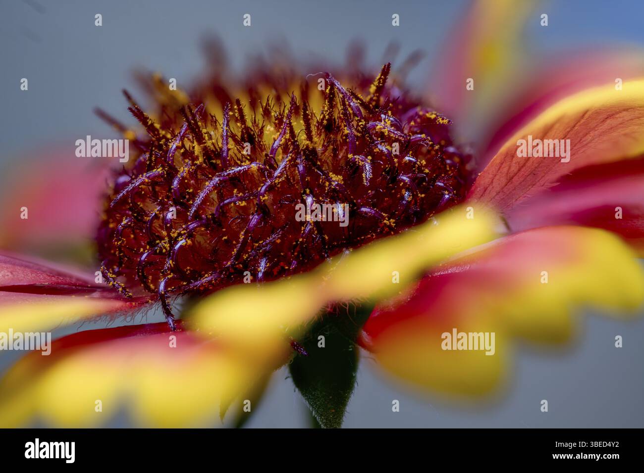 Cockade flower, Gaillardia x grandiflora (Gaillardia x grandiflora ...