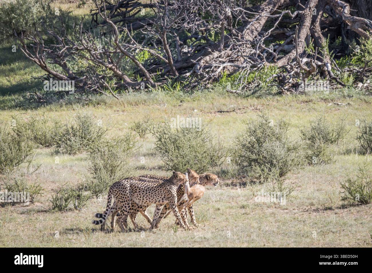 Cheetahs with a baby Springbok kill in the Kgalagadi Transfrontier Park ...