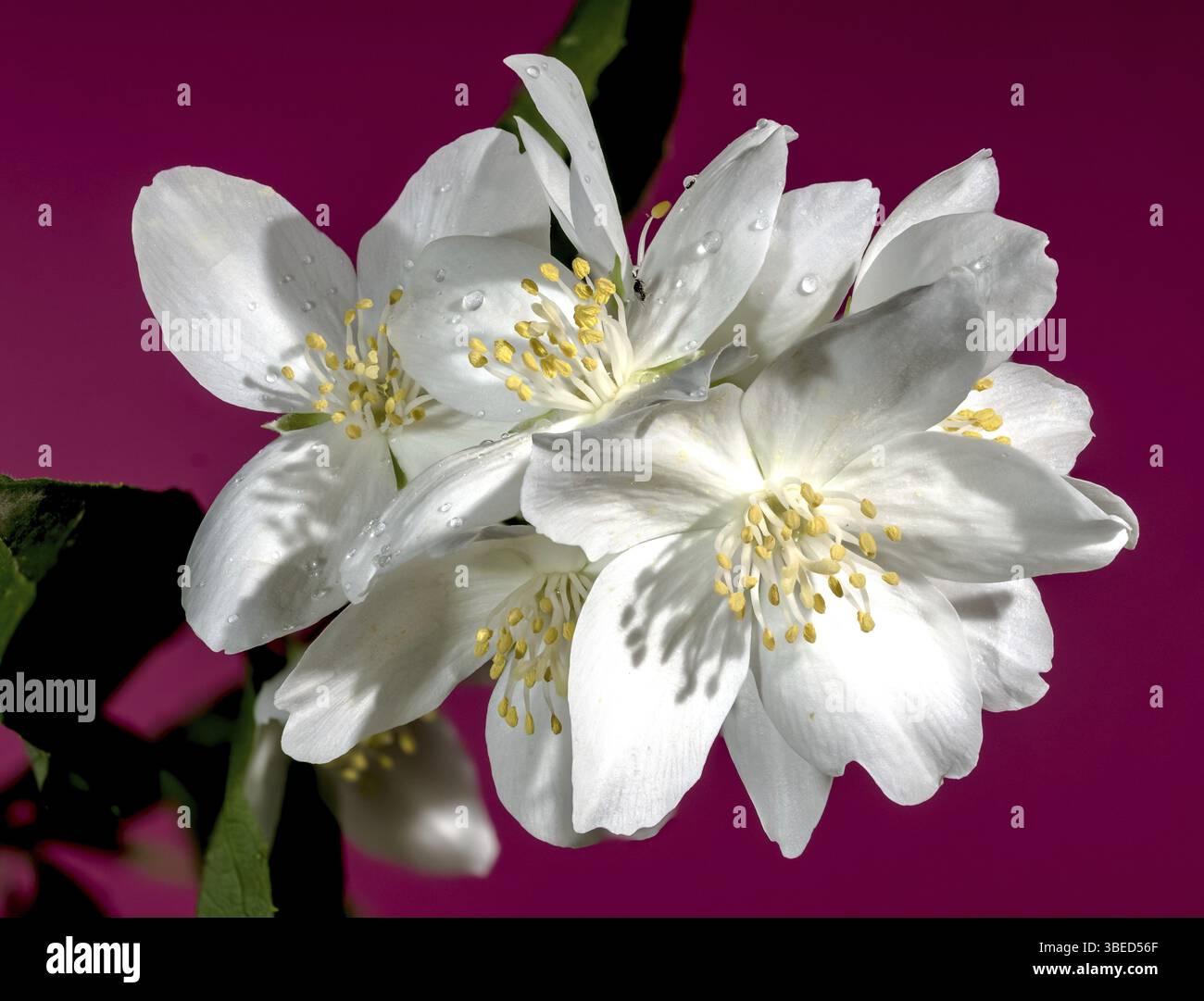 Blooming white jasmine flower on a red background. Flower head close-up ...