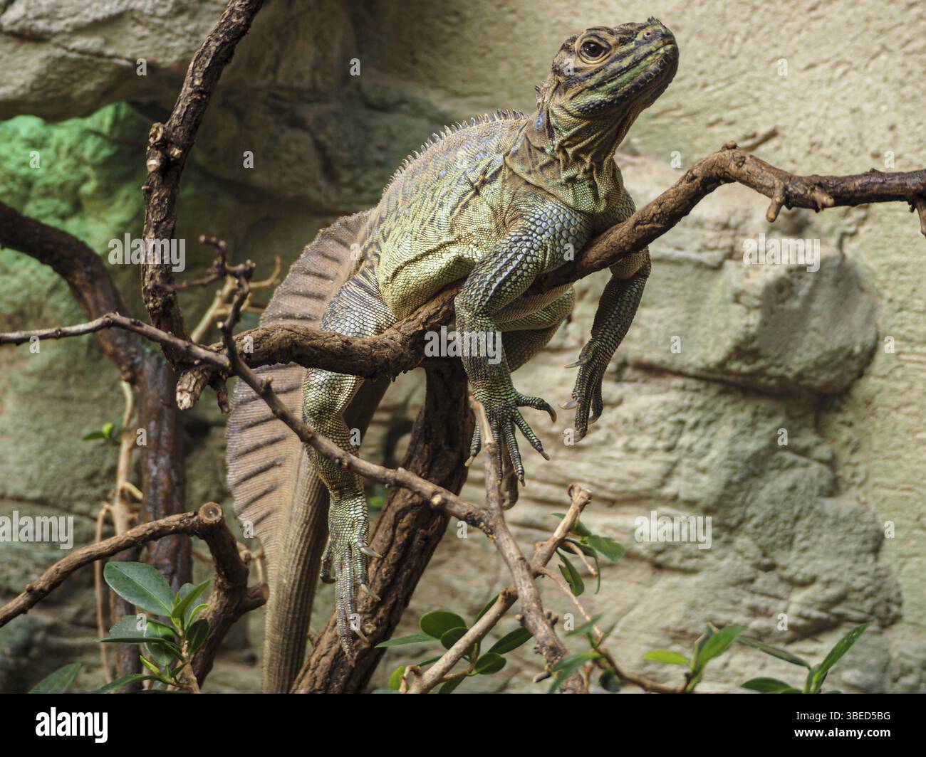Philippine sailfin lizard (Hydrosaurus pustulatus Stock Photo - Alamy