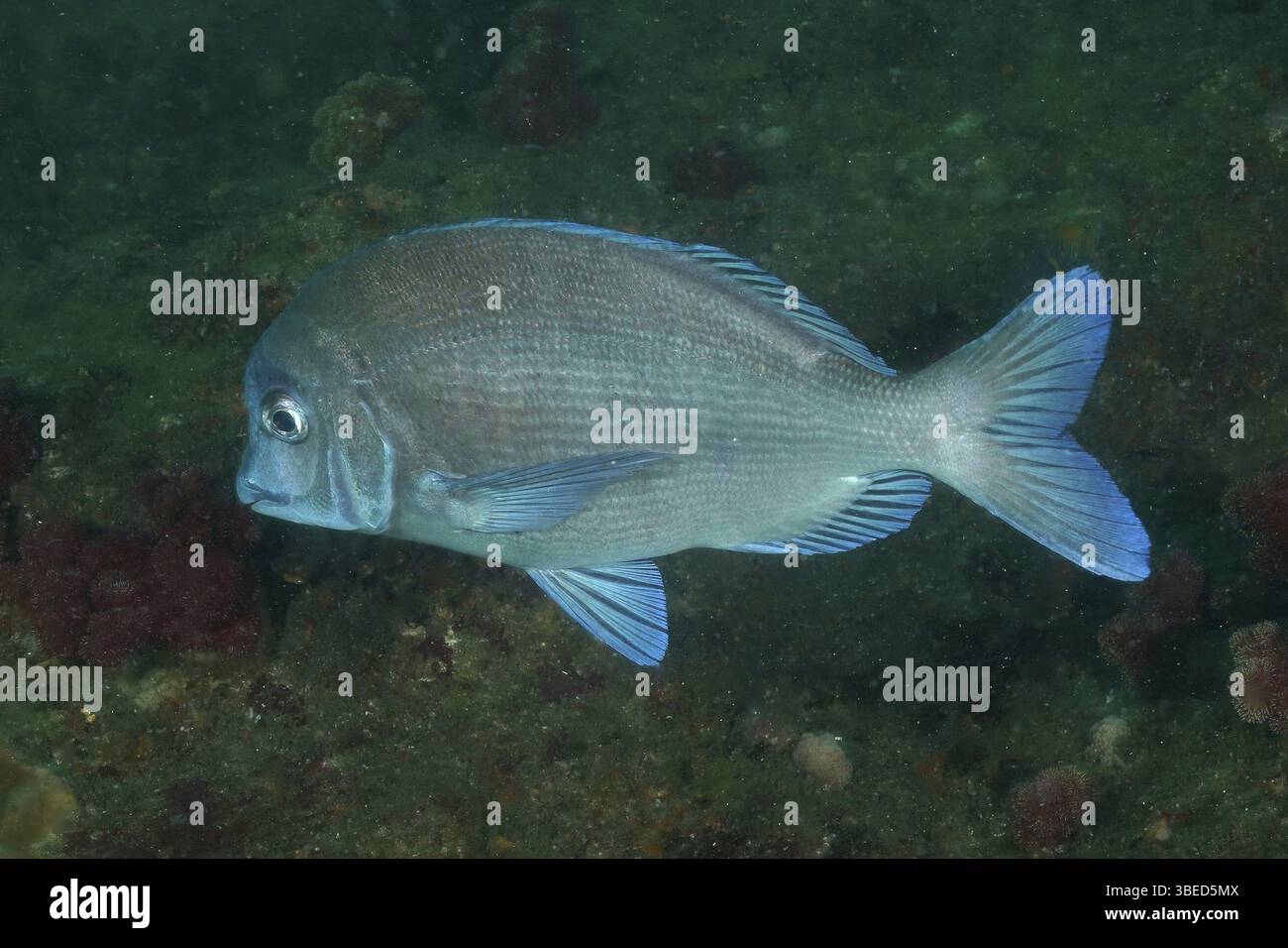 Zebra seabream diplodus cervinus hi-res stock photography and images ...
