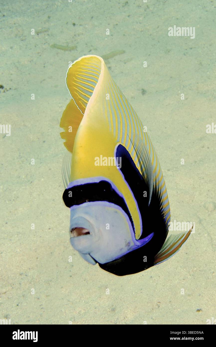 Emperor angelfish (Pomacanthus imperator Stock Photo - Alamy