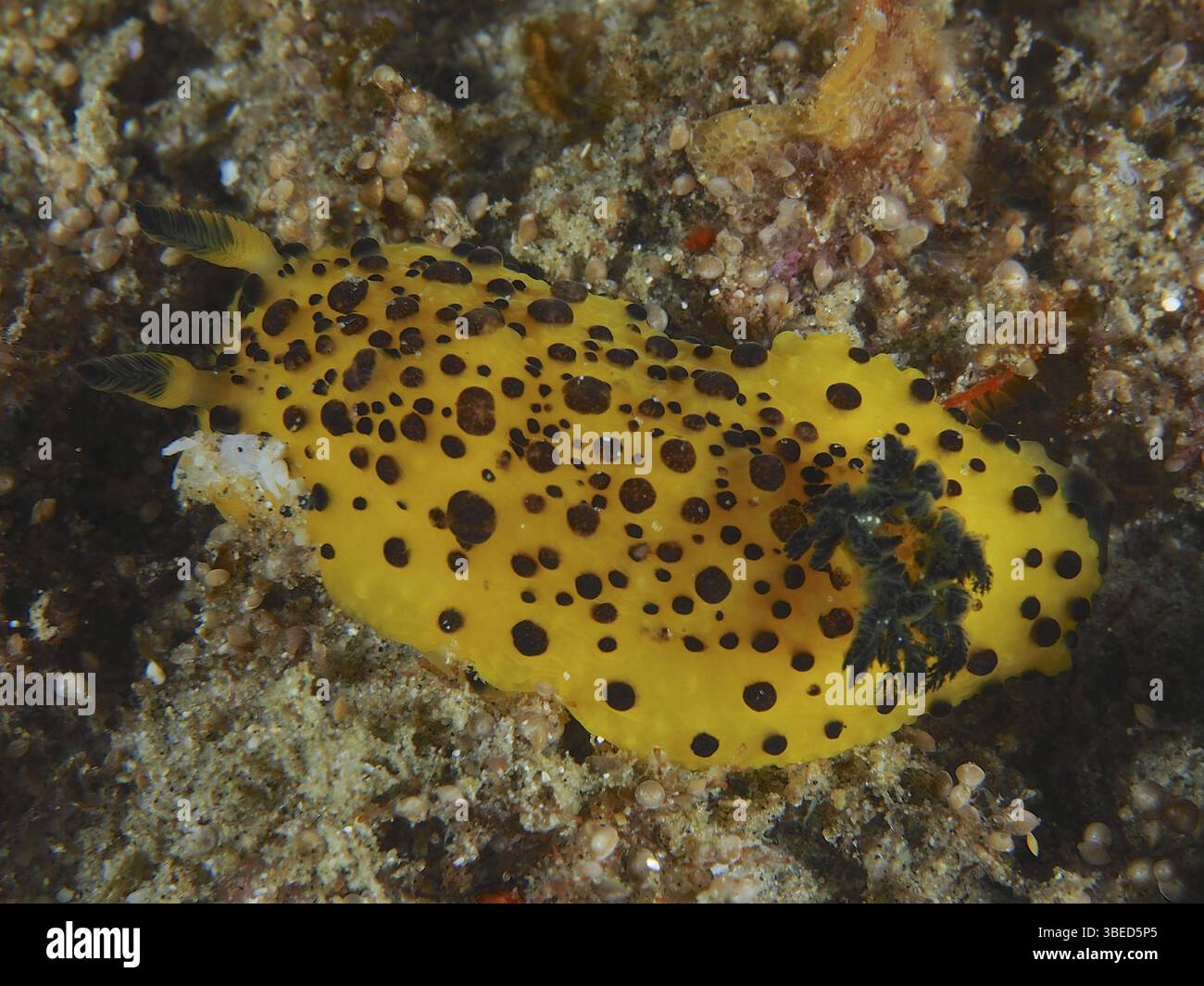 Dark spotted doris (Doris sp Stock Photo - Alamy