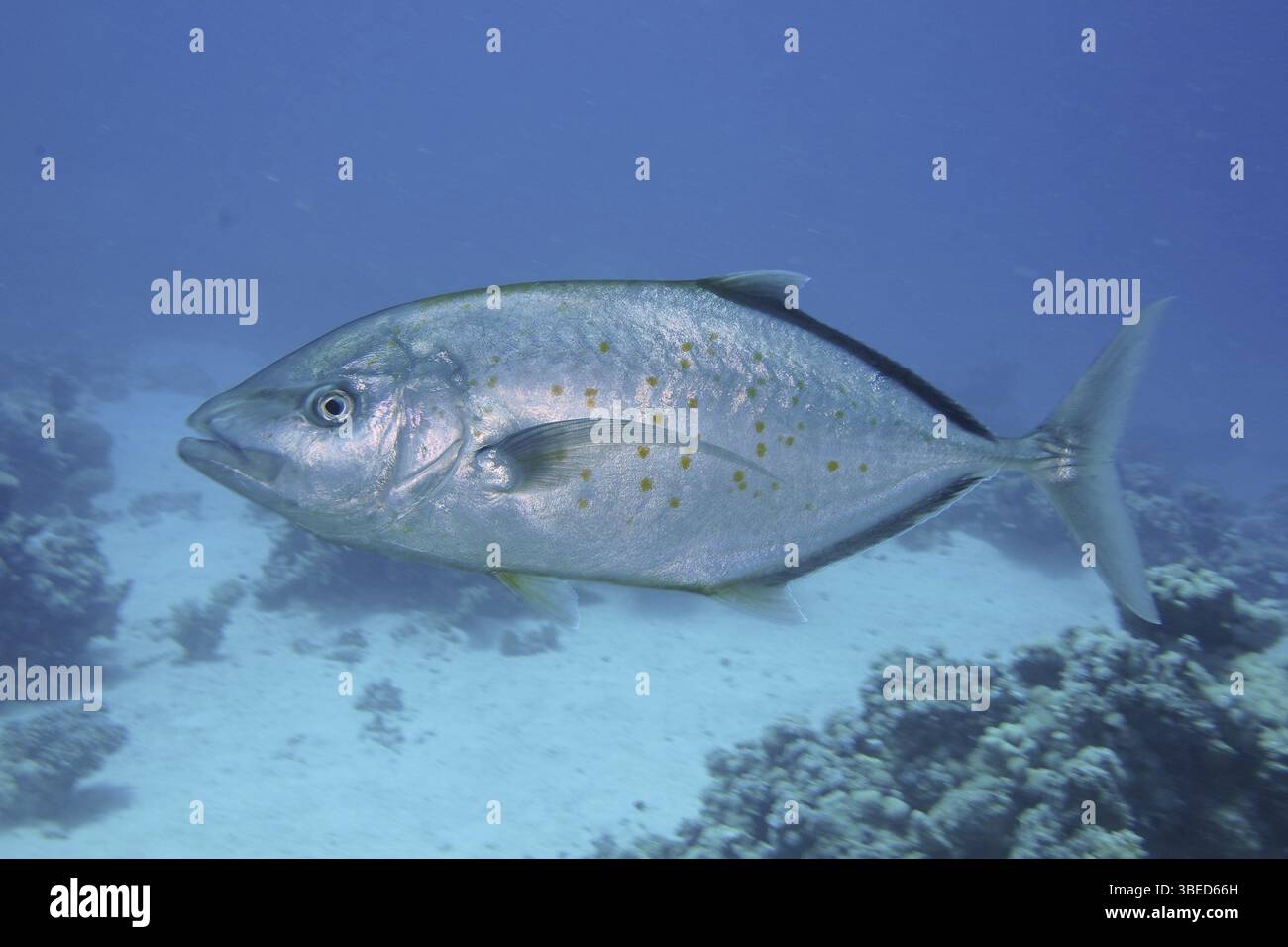 Lemon trevally (Carangoides bajad Stock Photo - Alamy