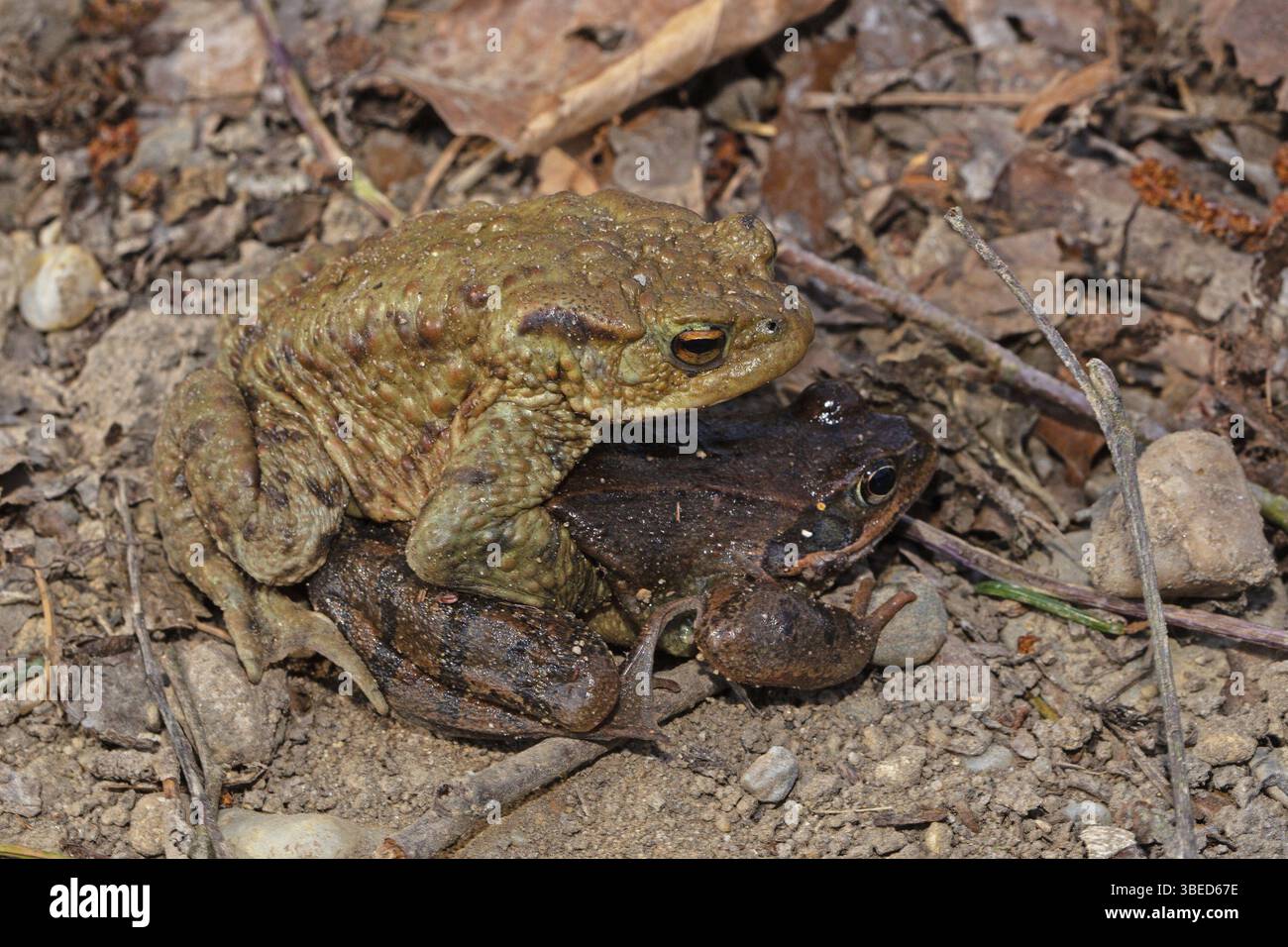 Toad common amphibian anura couple hi-res stock photography and images ...