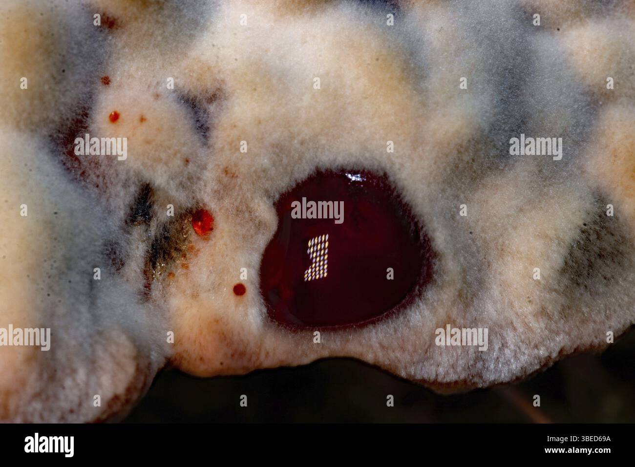 Bleeding cork stinging (Hydnellum peckii Stock Photo - Alamy