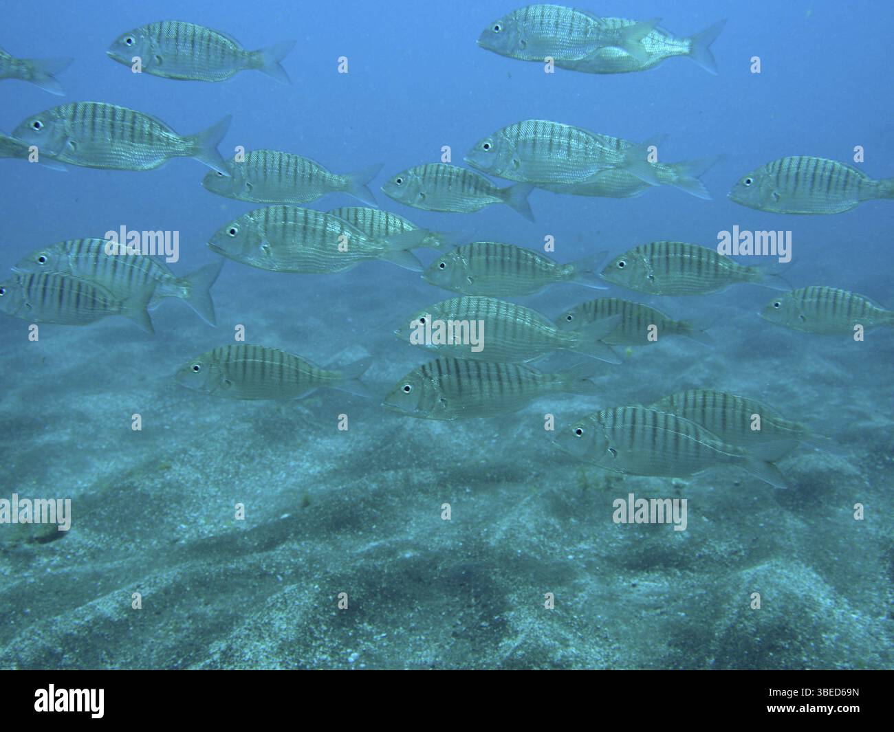 Marble bream (Lithognathus mormyrus Stock Photo - Alamy