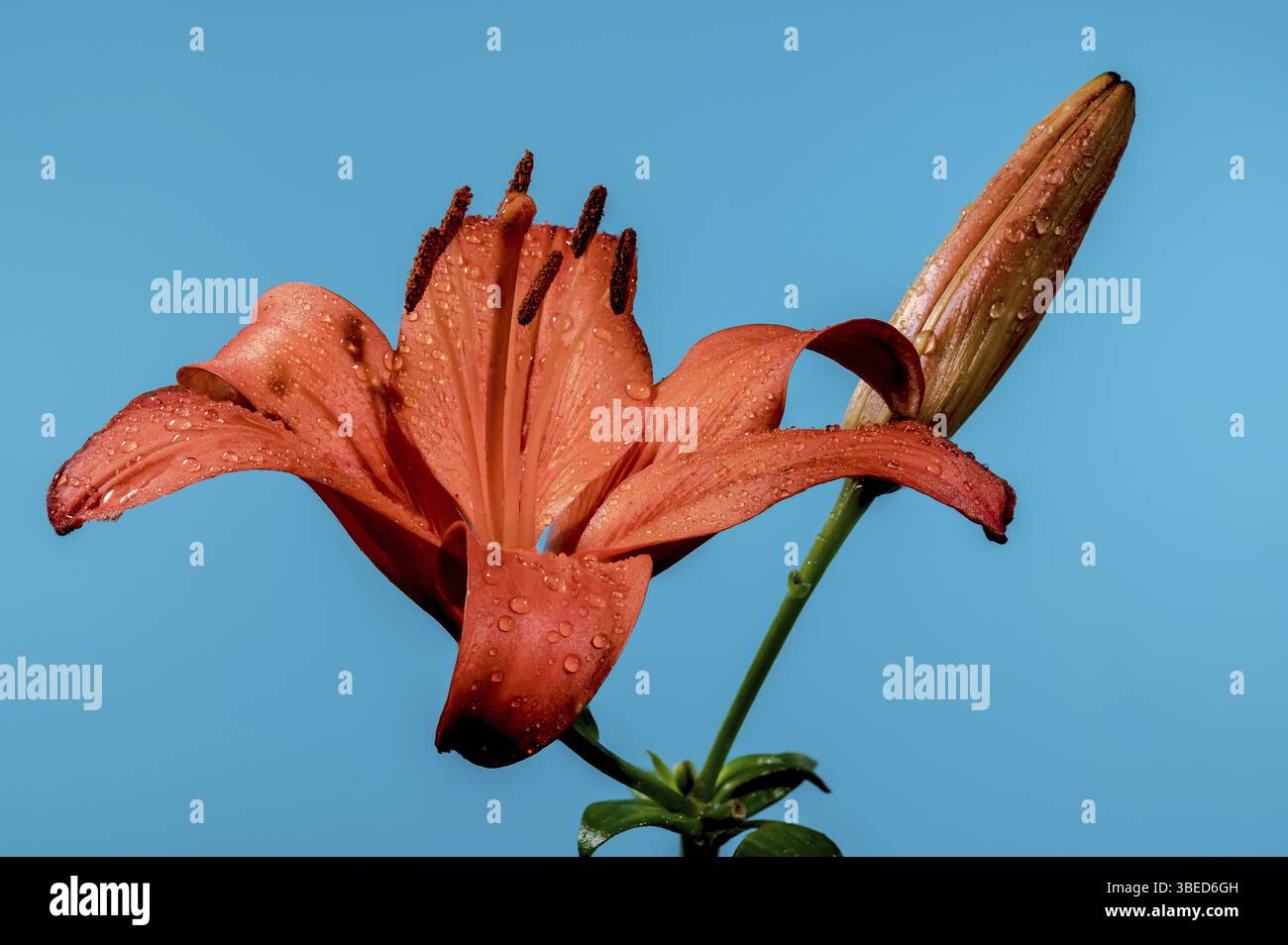 Beautiful Blooming orange Asiatic lily flower on a blue background ...