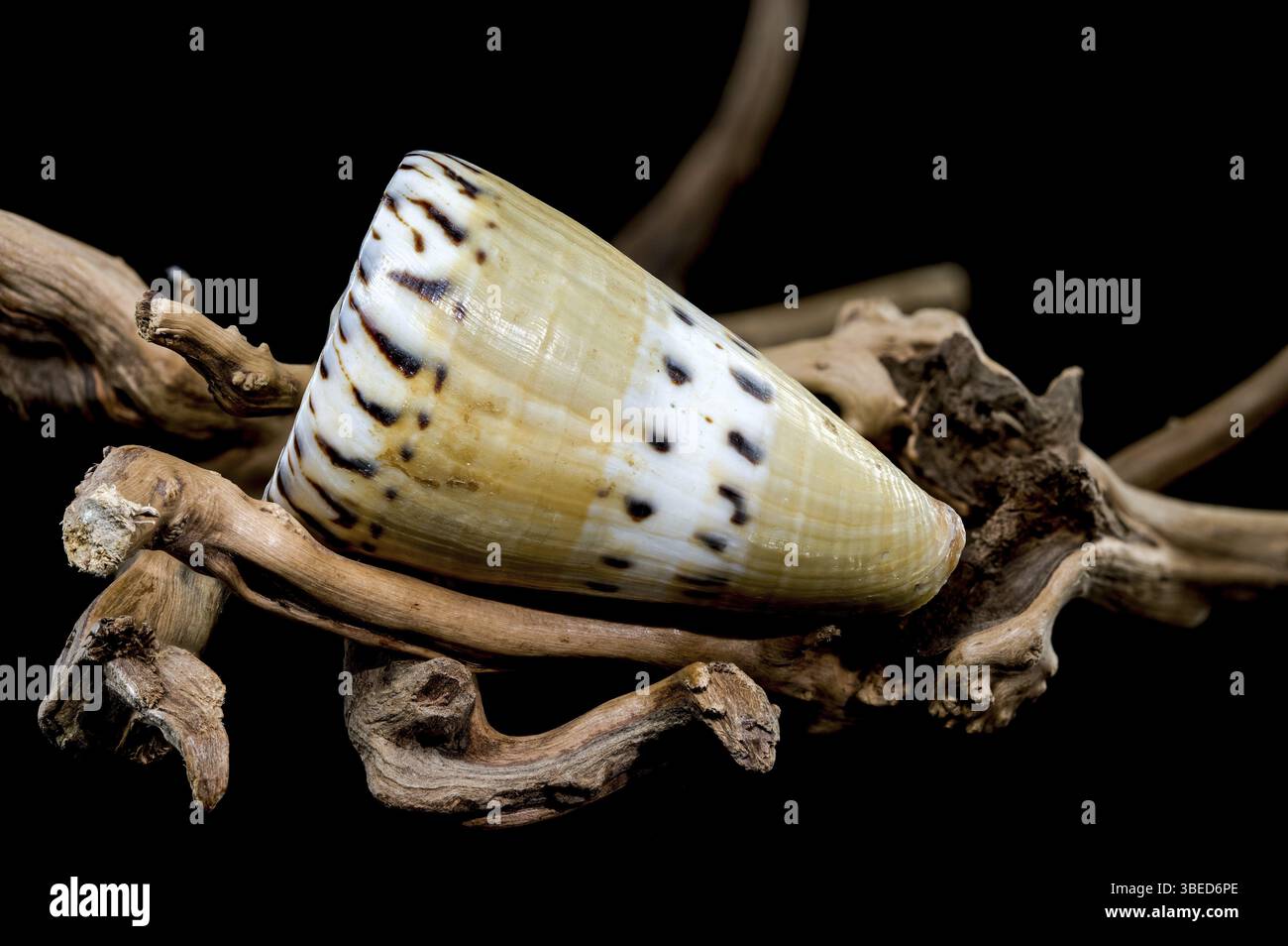 Unique spotted pattern hi-res stock photography and images - Alamy