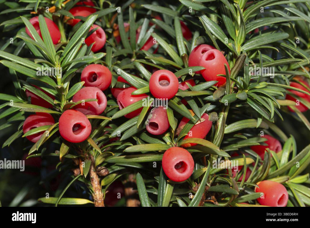 Taxus baccata fruit hi-res stock photography and images - Alamy