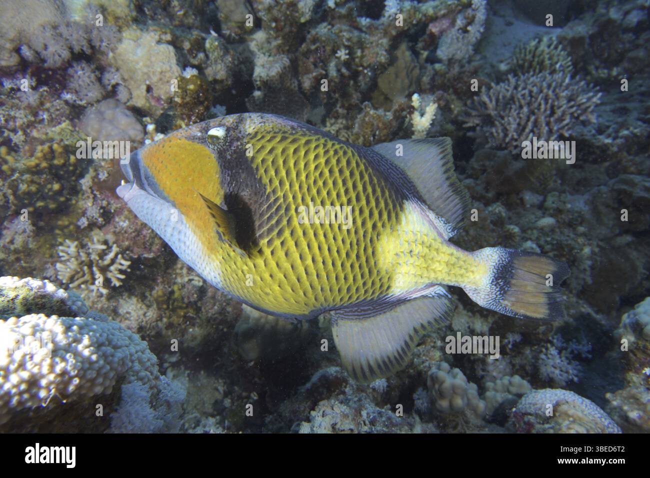 Giant triggerfish (Balistoides viridescens Stock Photo - Alamy