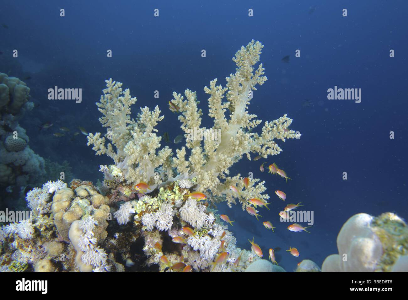 Broccoli tree (Litophyton arboreum Stock Photo - Alamy