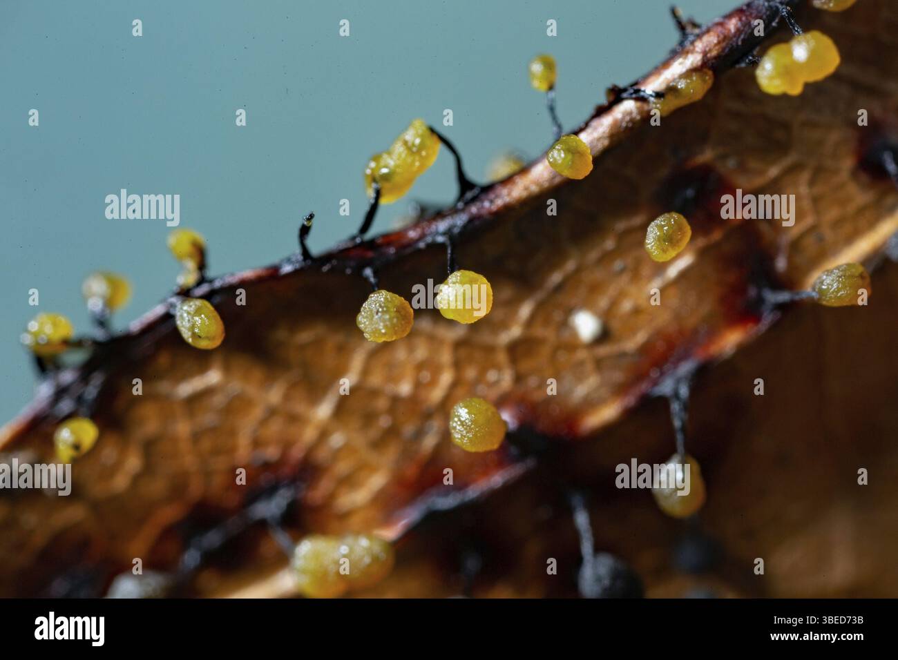 Filamentous fruit slime mould (Badhamia utricularis Stock Photo - Alamy