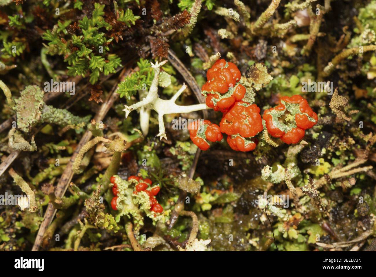Scarlet cup lichen (Cladonia coccifera Stock Photo - Alamy