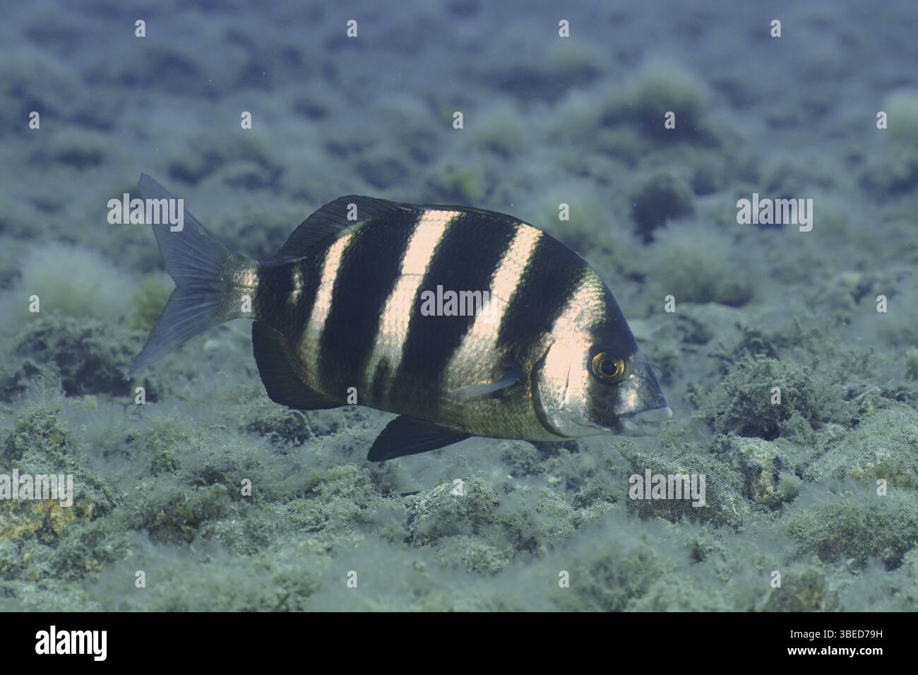 Banded seabream (Diplodus cervinus Stock Photo - Alamy