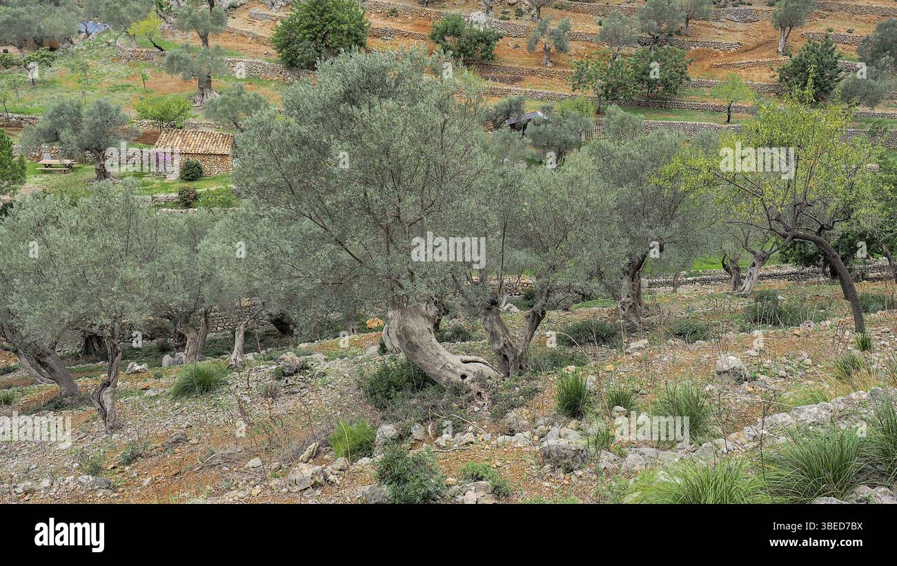 Olea leaf hi-res stock photography and images - Alamy