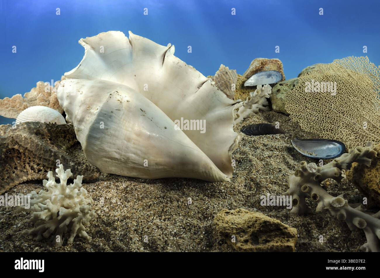 White Lambis truncata sea shell underwater. Shell on the seabed, Odessa ...