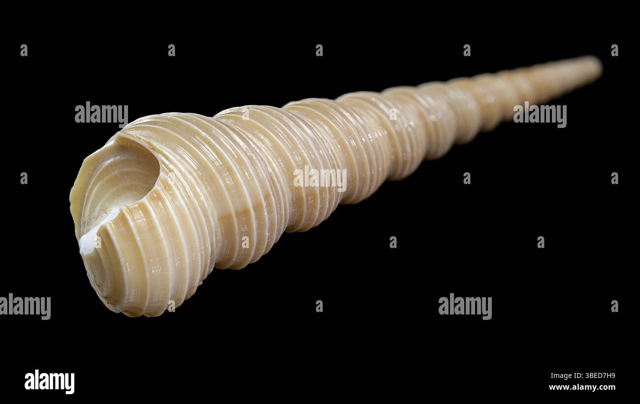 A detailed close-up of a Turritella shell with brown and tan linear ...