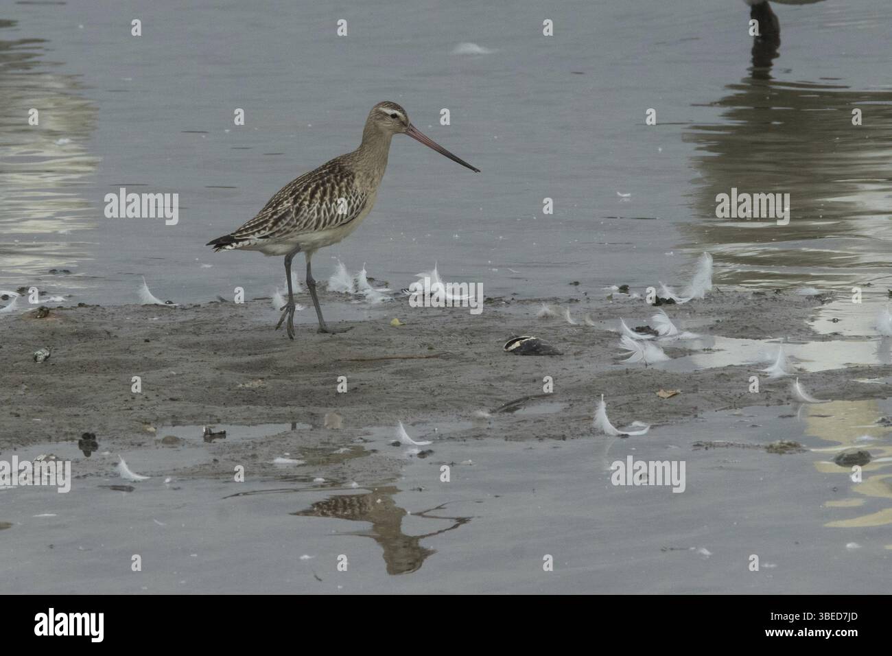 Bar-tailed godwit (Pluvialis squatarola Stock Photo - Alamy