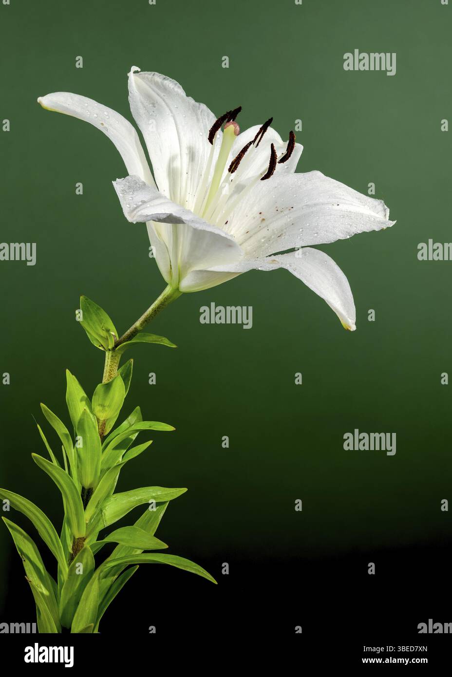 Beautiful Blooming white lily flower on a green background. Flower head ...