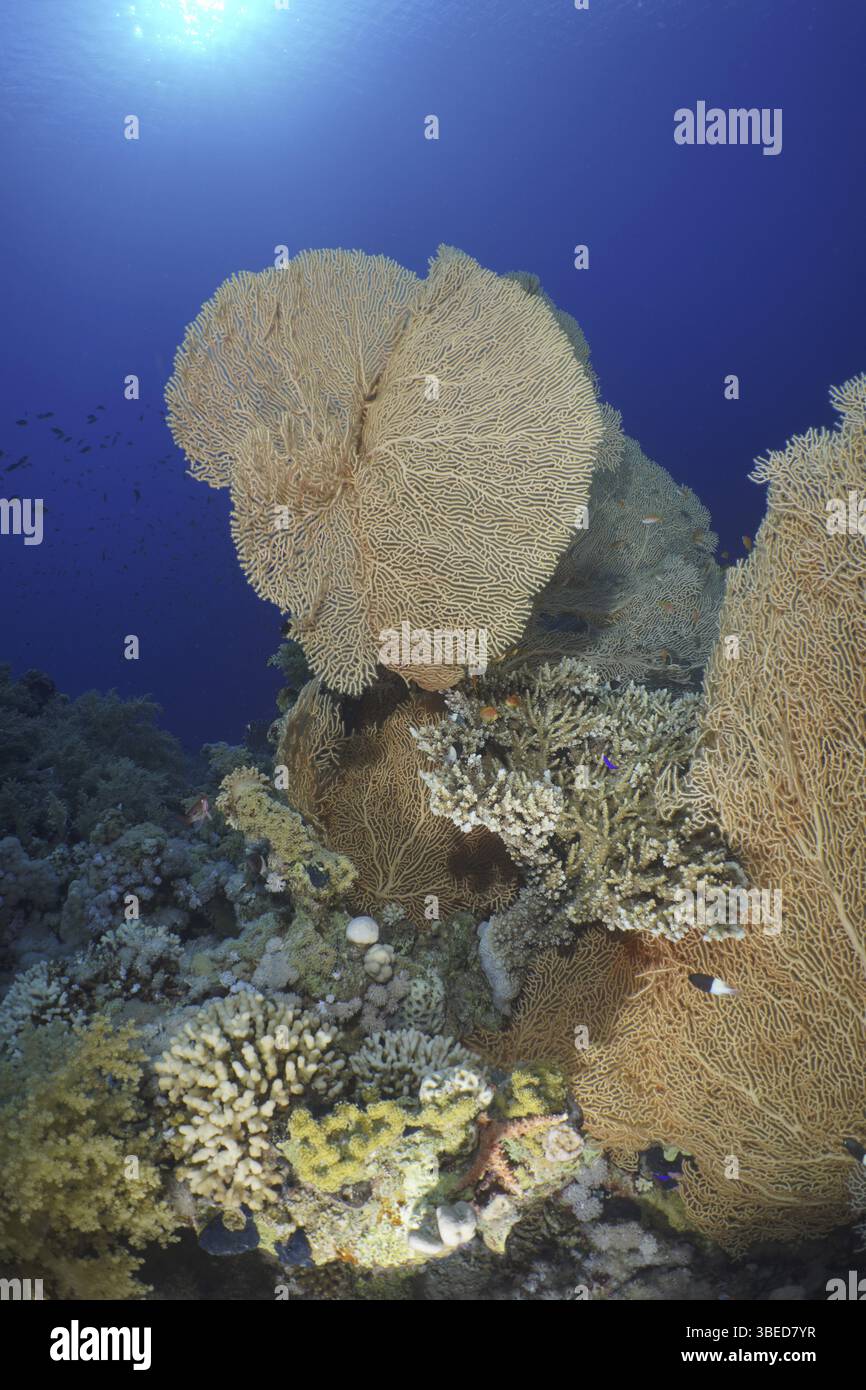 Giant fan coral (Annella mollis Stock Photo - Alamy