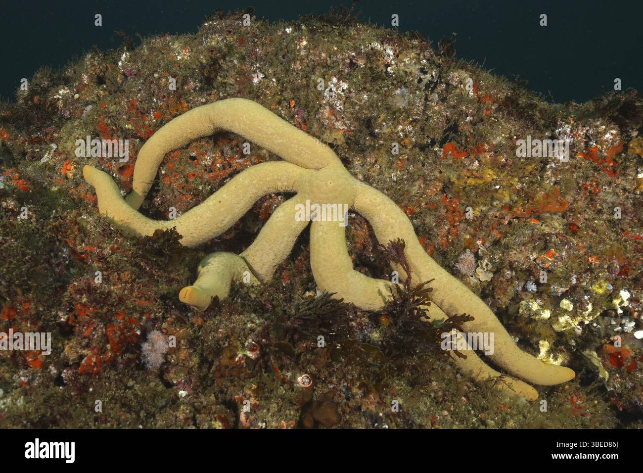 Blue starfish (blue Linckia laevigata Stock Photo - Alamy