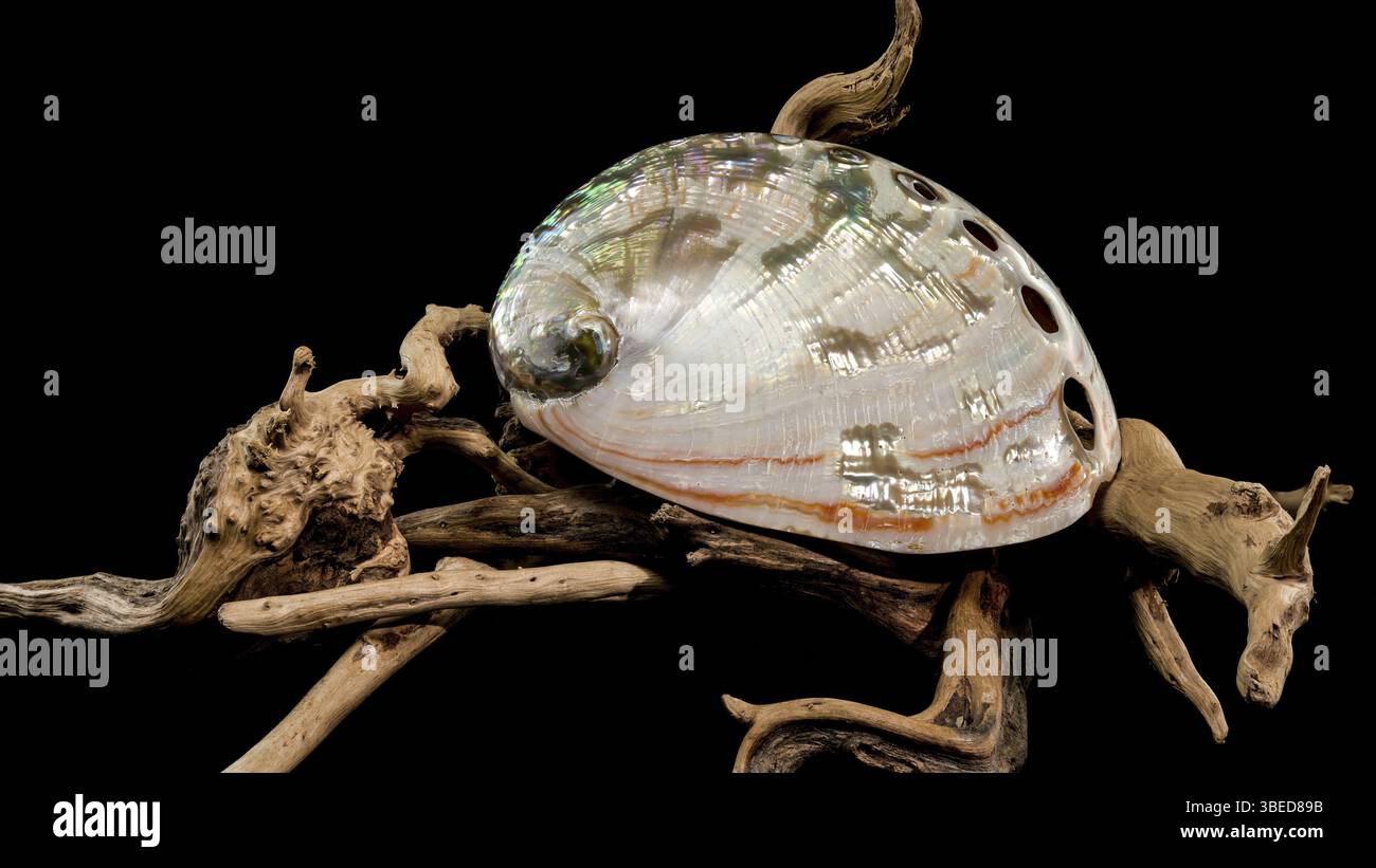 A luminous inner view of the Haliotis asinina Shell showcasing its ...