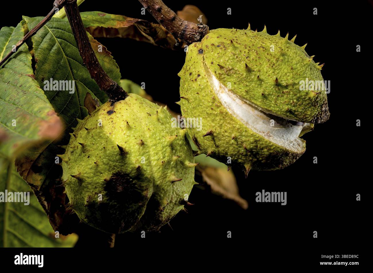 The seed pod of a horse chestnut (Aesculus hippocastanum), also known ...