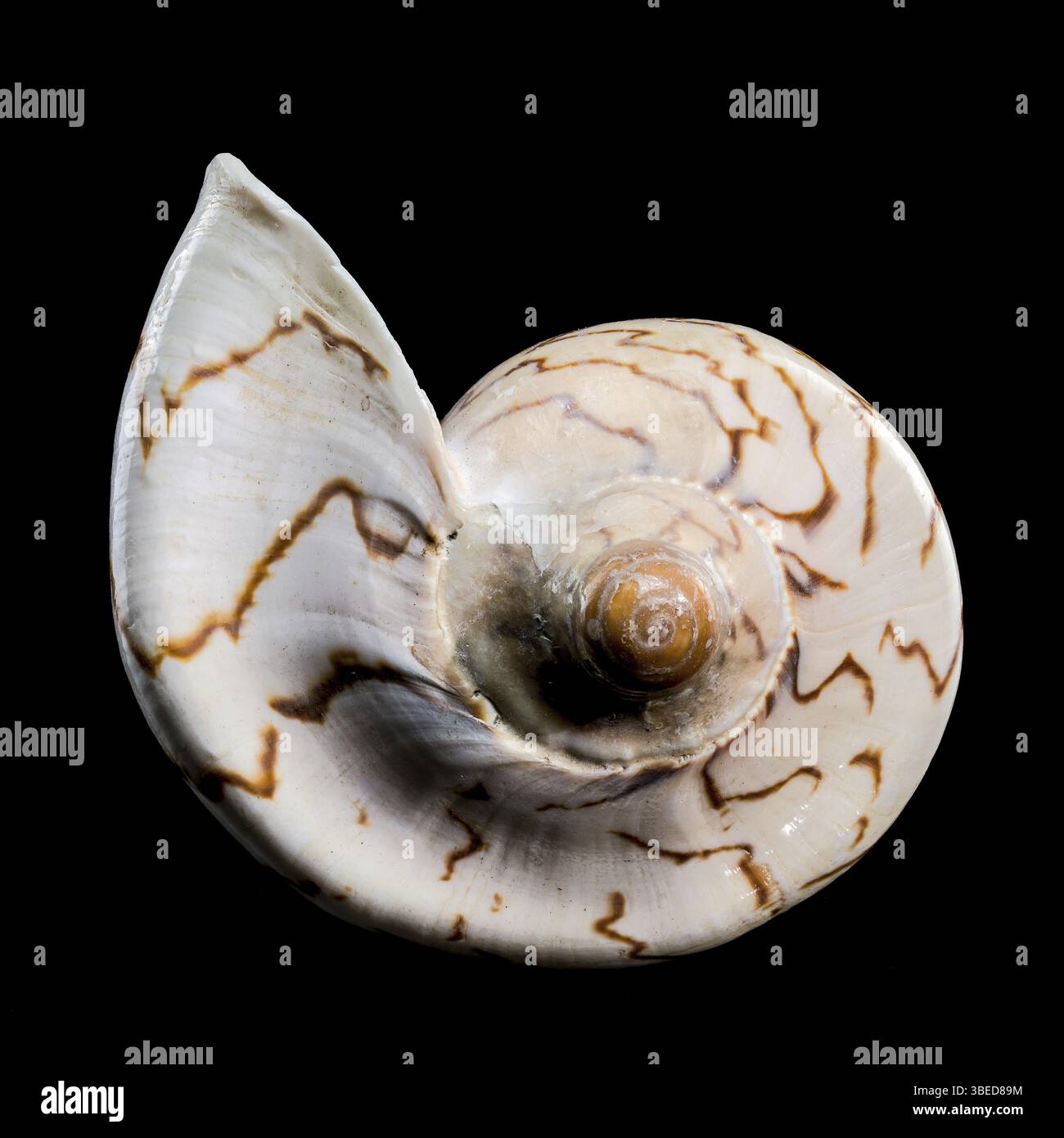 Close-up of a Cymbiola nobilis shell, also known as the noble volute ...