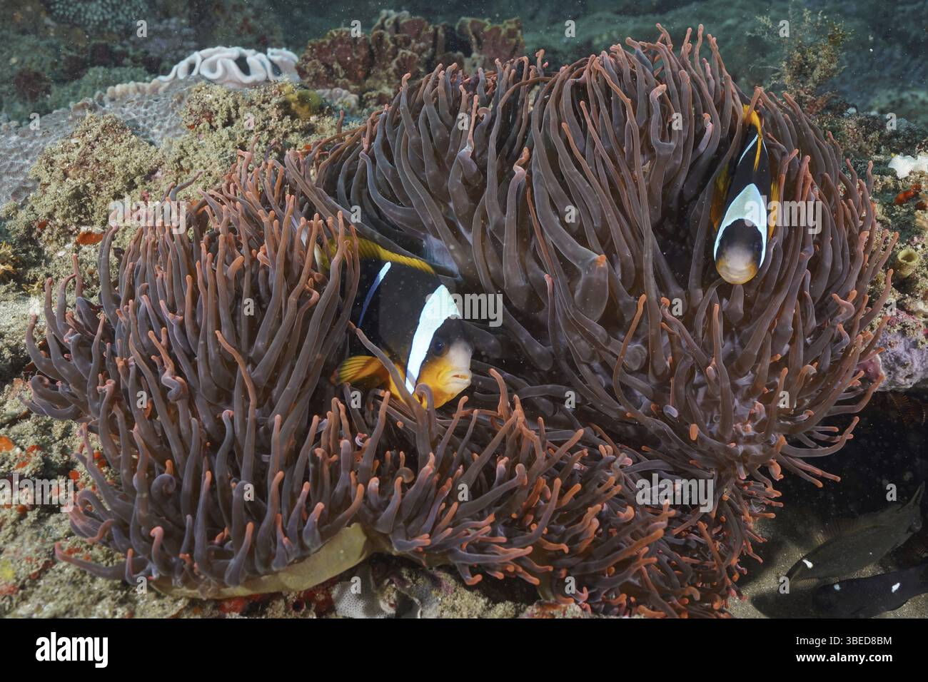 Allard's clownfish (Amphiprion allardi Stock Photo - Alamy