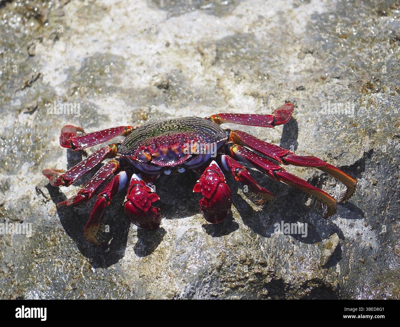 Red rock crab (Grapsus adscensionis Stock Photo - Alamy