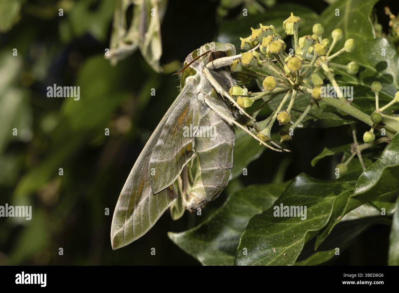 Daphnis nerii hi-res stock photography and images - Alamy