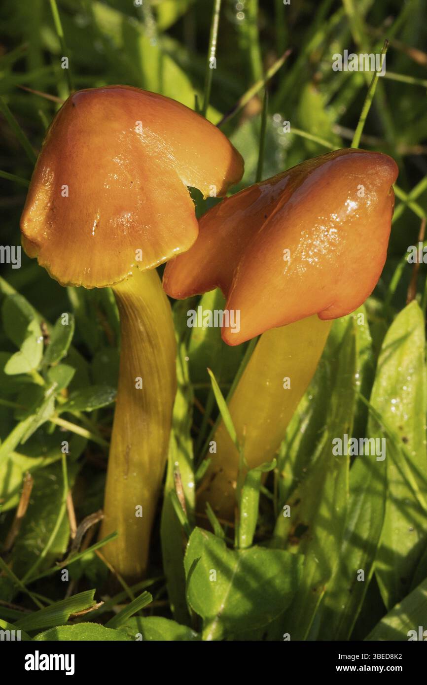 Orange gilled waxy cap mushroom hi-res stock photography and images - Alamy