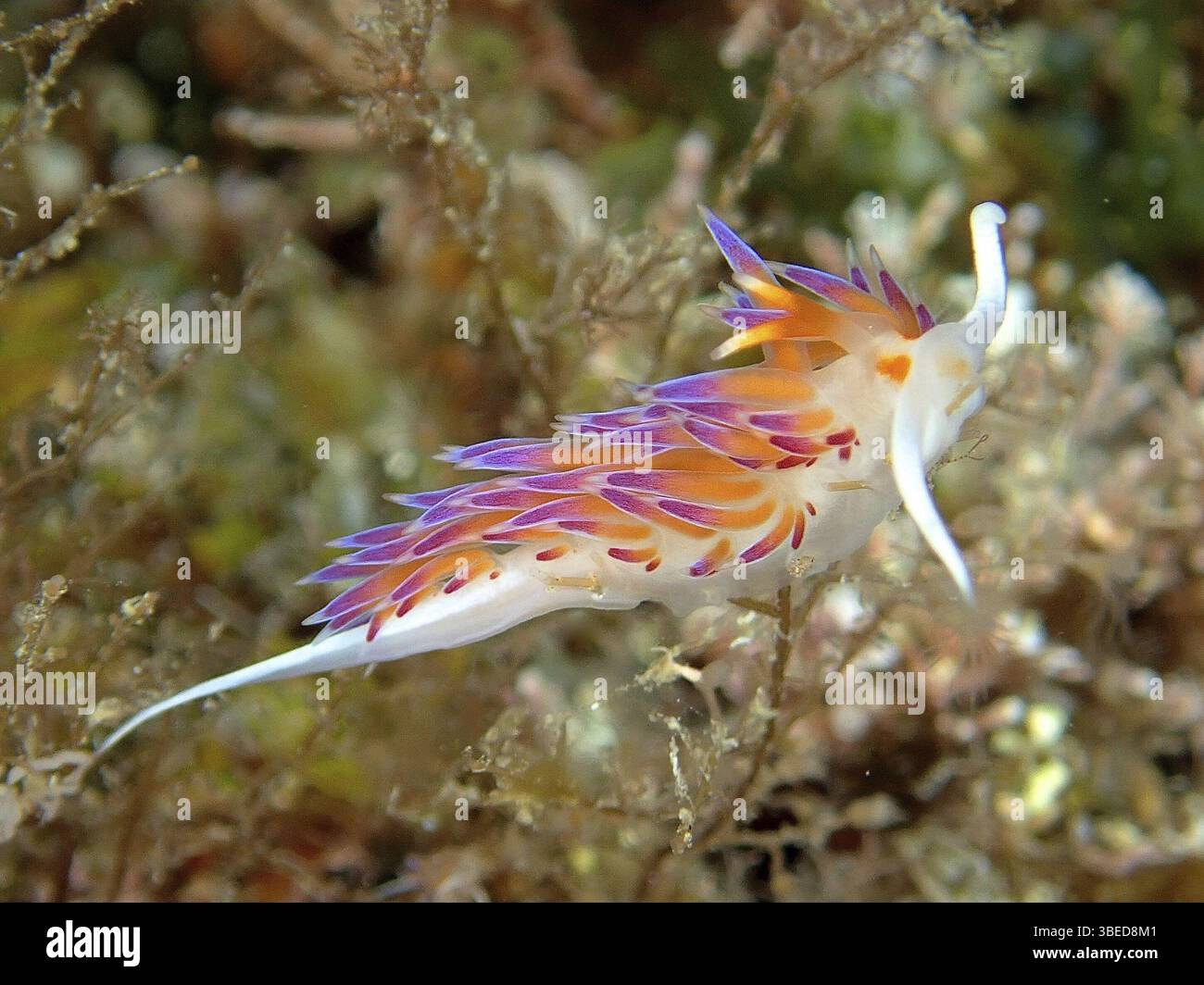 Travelling thread snail (Cratena peregrina Stock Photo - Alamy